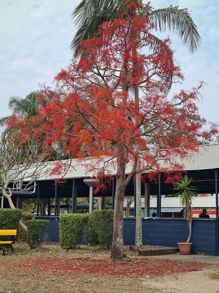 Five Native Trees For Planting in Bushfire Areas • Orterra