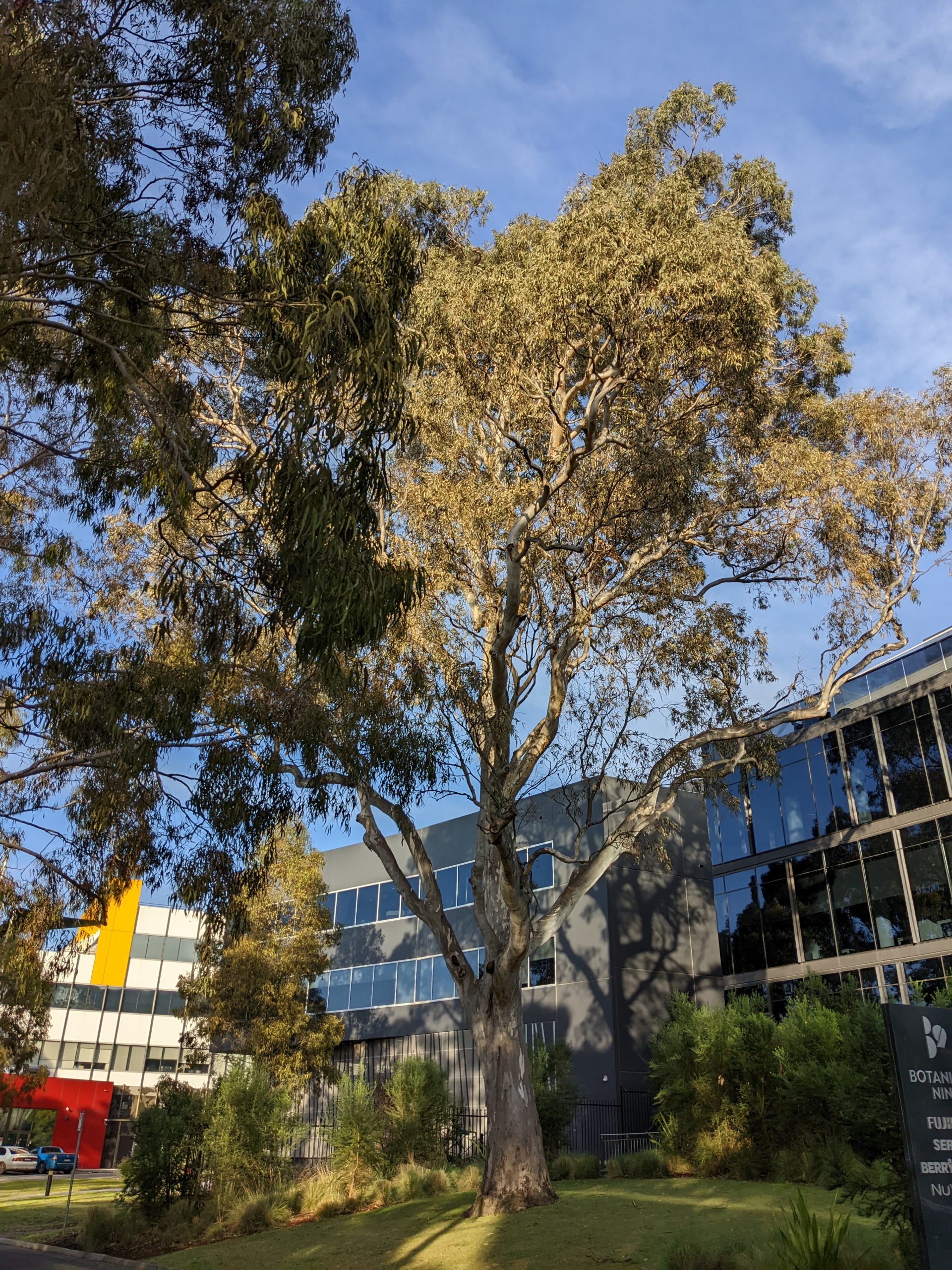 What the New Tree Protection Standard AS 4970:2025 Means for ...