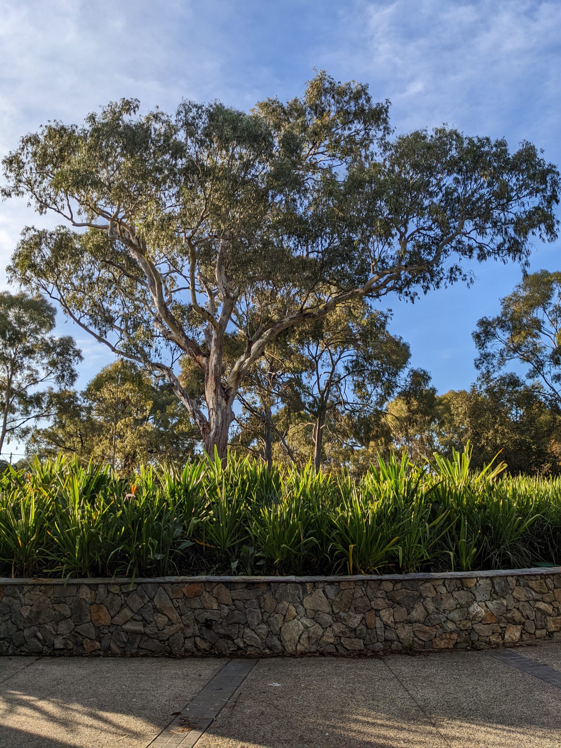 What the New Tree Protection Standard AS 4970:2025 Means for ...