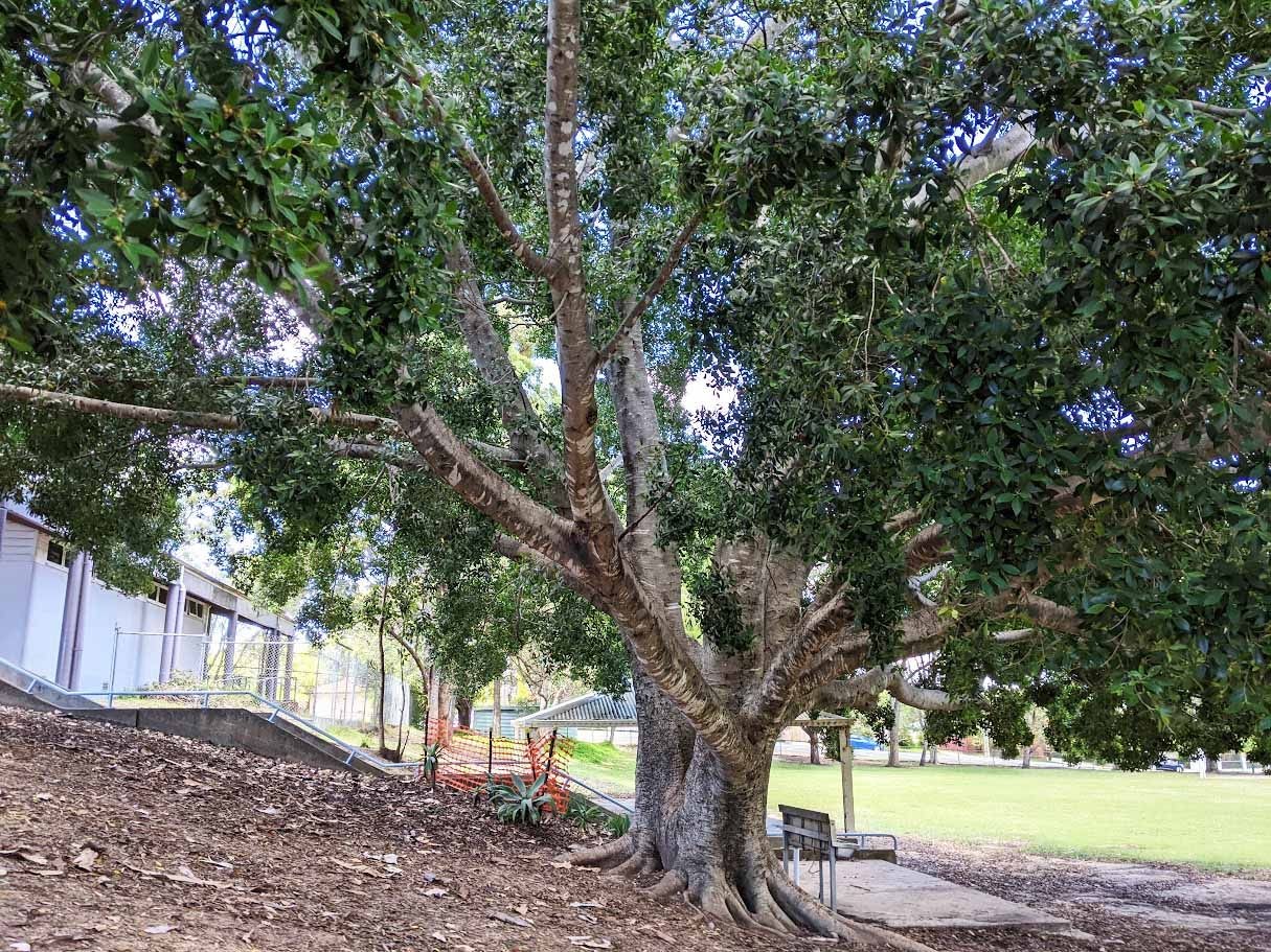 What the New Tree Protection Standard AS 4970:2025 Means for ...